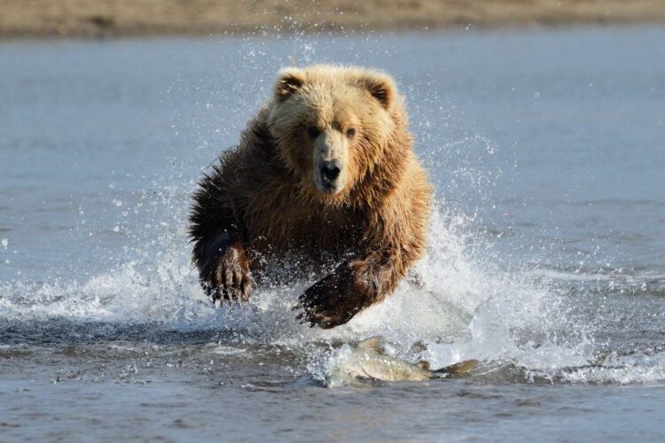 How strong is a bear? Exploring the Power of Nature’s Giants – Nature ...
