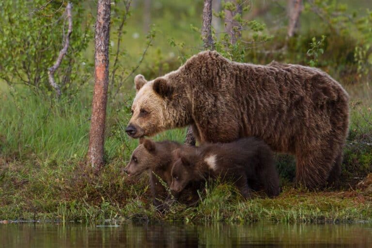 Are There Bears in Norway? A Majestic Sight to Behold – Nature and ...