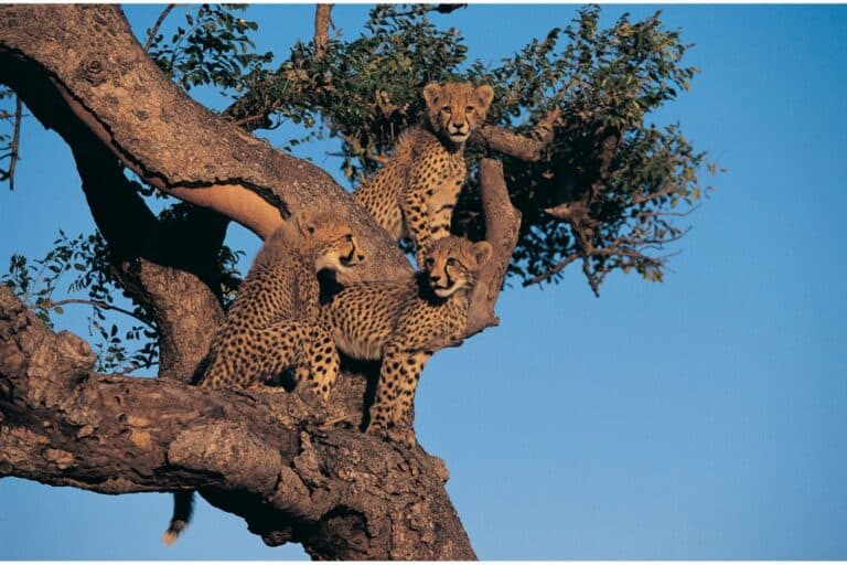 Can Cheetahs Climb Trees? Here’s the Surprising Truth – Nature and ...