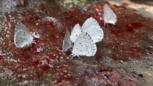 Do Butterflies Drink Blood? Deep Explanation – Nature and Wildlife TV ...