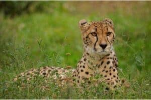 Do cheetahs roar? Decoding Their Secret Language – Nature and Wildlife TV – Explore & Learn ...
