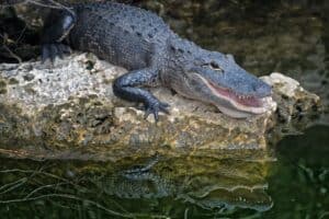 How Fast Can An Alligator Run? Unveiling the Alligator Speed – Nature ...