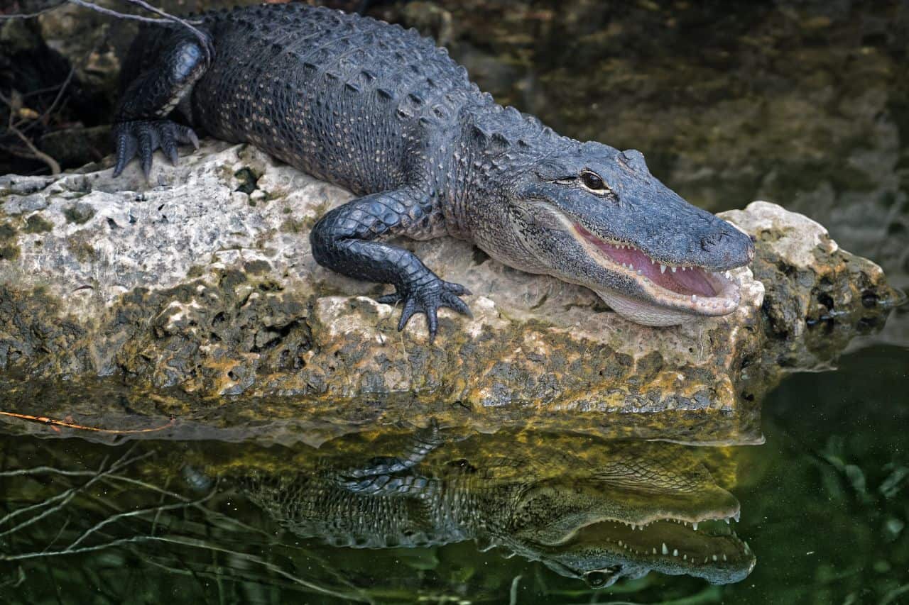 How Fast Can An Alligator Run? Unveiling the Alligator Speed – Nature ...