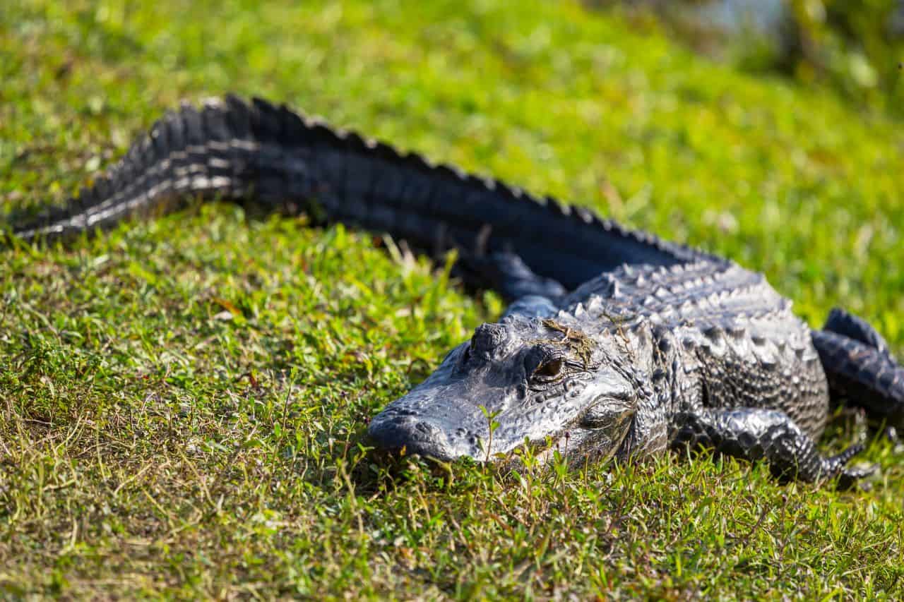 How Fast Can An Alligator Run? Unveiling the Alligator Speed – Nature ...