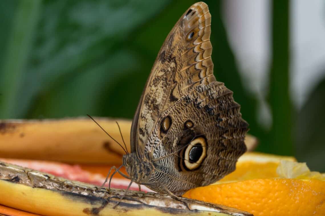 Do Butterflies Drink Blood? Deep Explanation