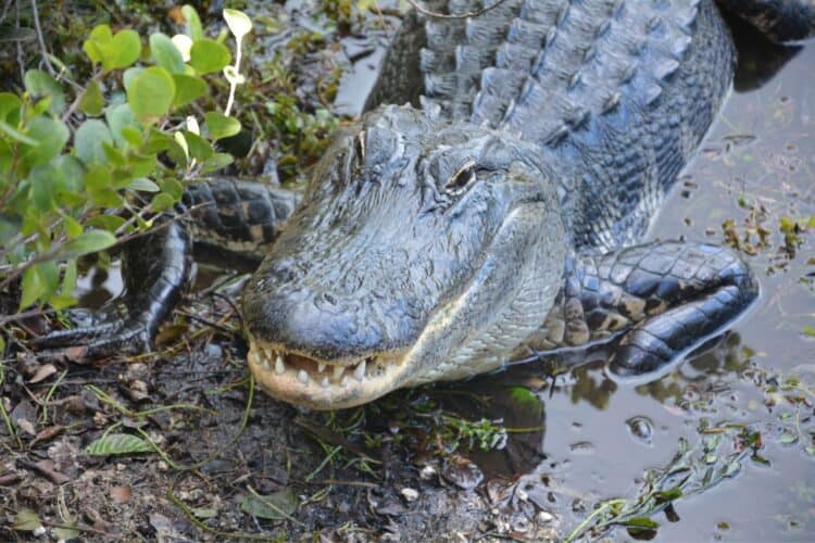 What Color Are Alligators? Deep Exploration – Nature and Wildlife TV ...