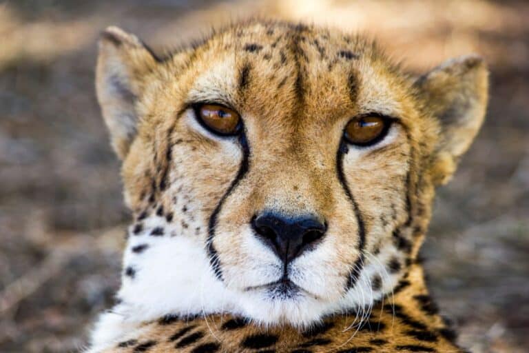 What color is a cheetah? Unmasking the Cheetah's Dazzling Coat