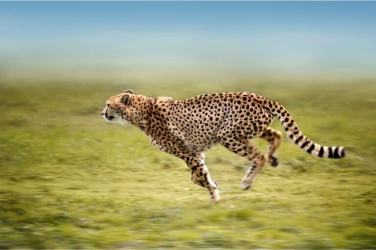 What color is a cheetah? Unmasking the Cheetah's Dazzling Coat