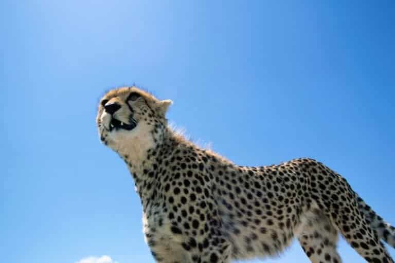 Can Cheetahs Swim? Diving into the Unknown – Nature and Wildlife TV ...