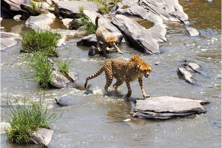 Can Cheetahs Swim? Diving into the Unknown – Nature and Wildlife TV ...