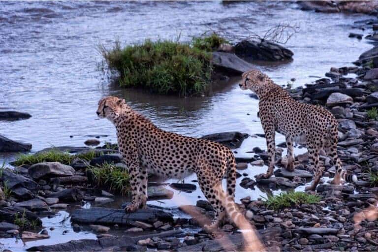 Can Cheetahs Swim? Diving into the Unknown – Nature and Wildlife TV ...