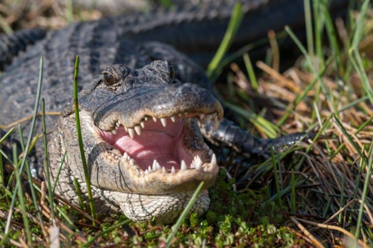 Are Alligators Friendly? Unveiling Myth Vs. Truth – Nature and Wildlife ...