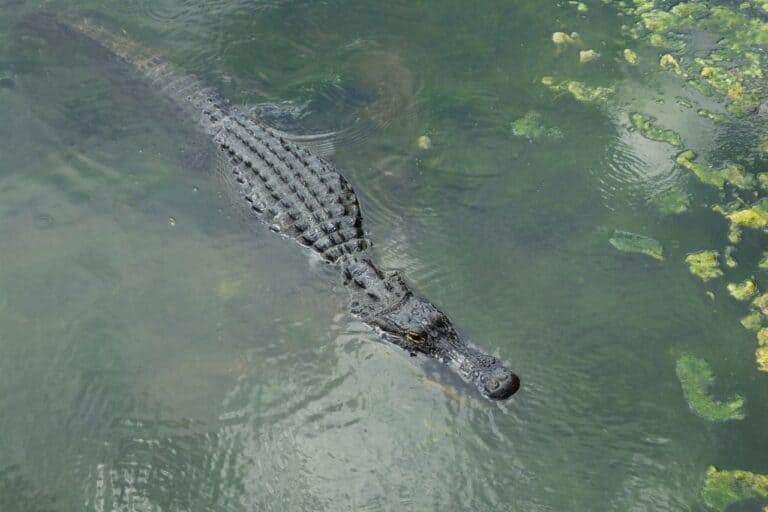 Are There Alligators in Alabama? A Comprehensive Explore – Nature and ...