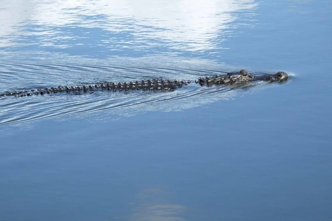 Are There Alligators in Virginia? Exploring the Reality – Nature and ...