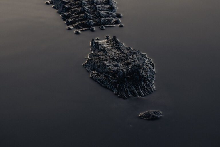 Are There Alligators in Virginia? Exploring the Reality – Nature and ...