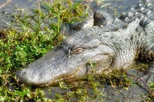 Do Alligators Hibernate? Unveiling Their Winter Survival – Nature and ...
