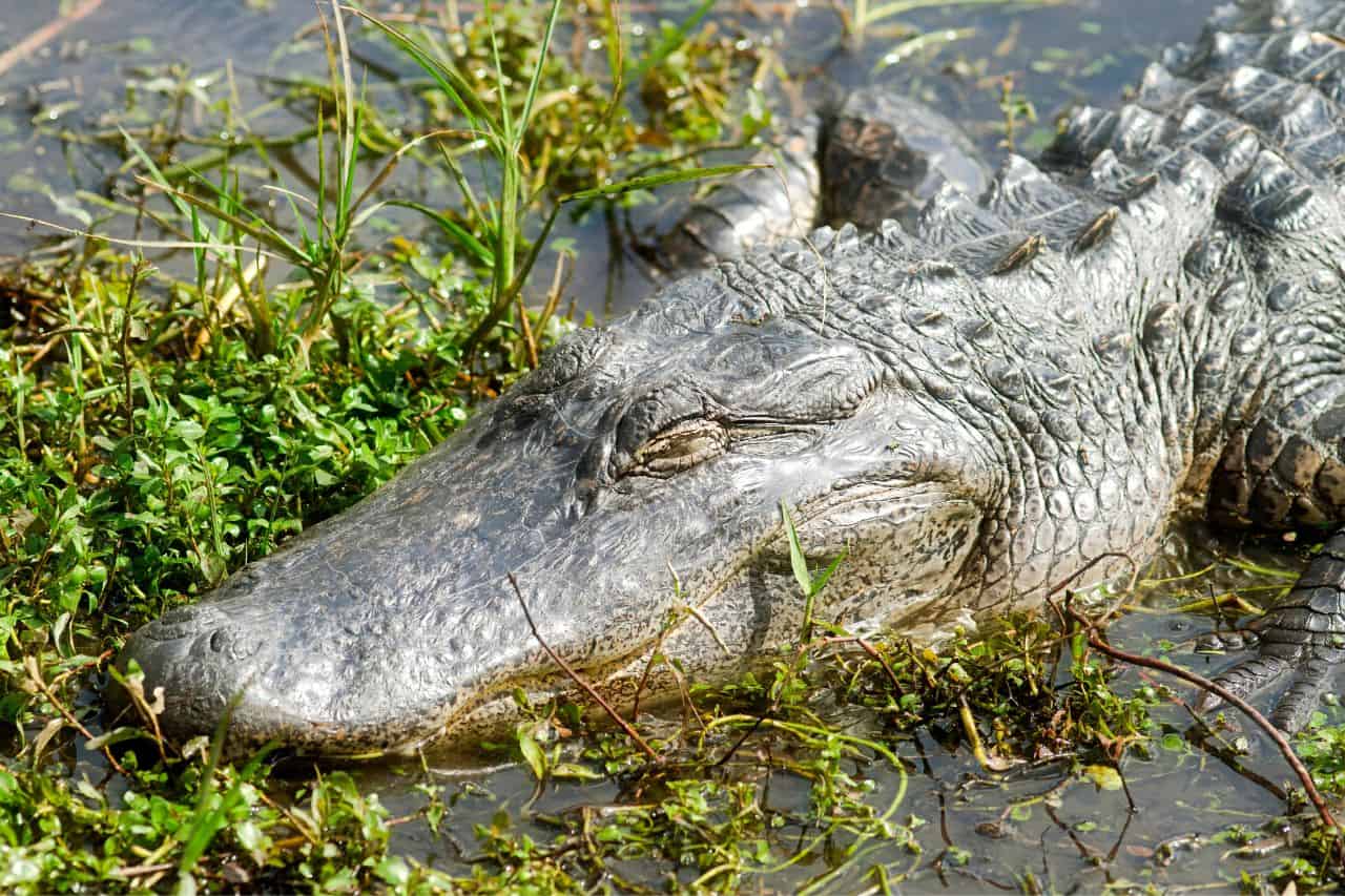 Do Alligators Hibernate? Unveiling Their Winter Survival – Nature and ...