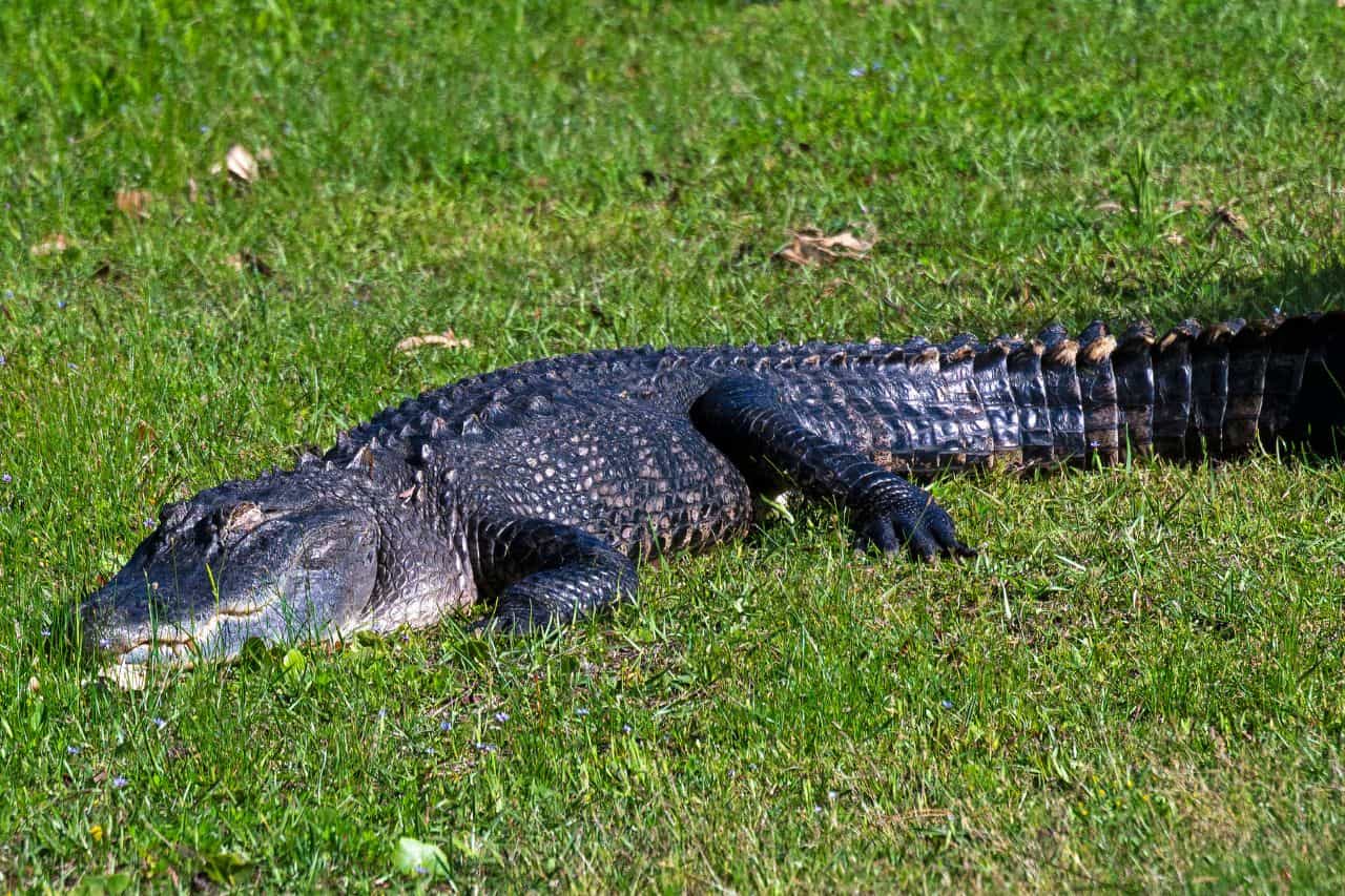 Do Alligators Hibernate? Unveiling Their Winter Survival – Nature and ...
