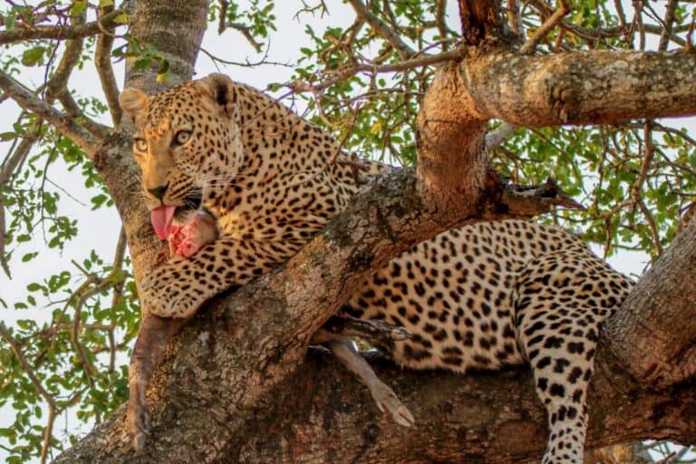 What do leopards eat? A Culinary Journey into the Wild – Nature and ...