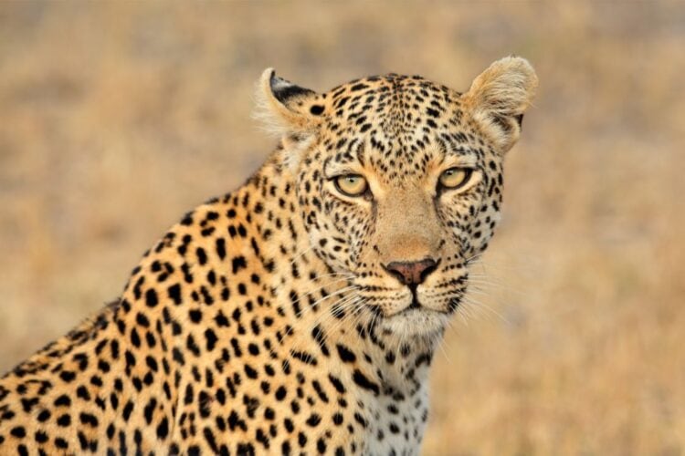 What do leopards eat? A Culinary Journey into the Wild – Nature and ...