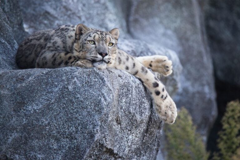 Why are snow leopards endangered? Cry of the Himalayas – Nature and ...