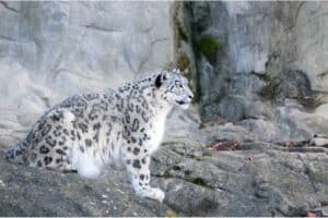 Why are snow leopards endangered? Cry of the Himalayas – Nature and ...