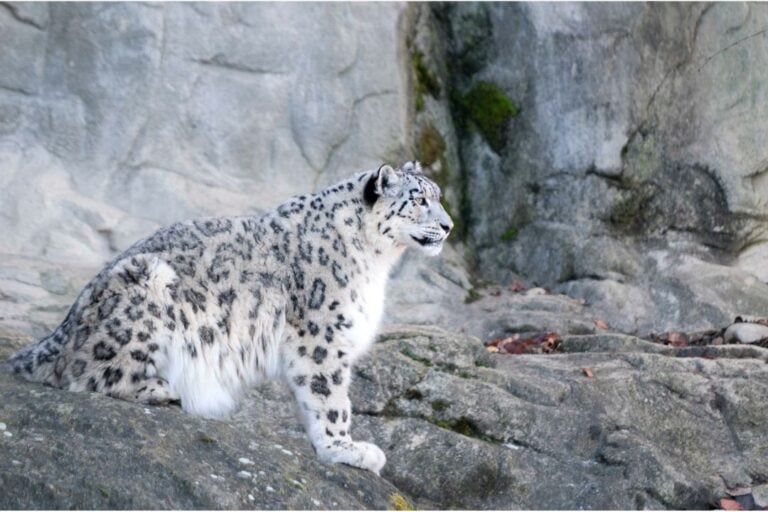 Why are snow leopards endangered? Cry of the Himalayas – Nature and ...