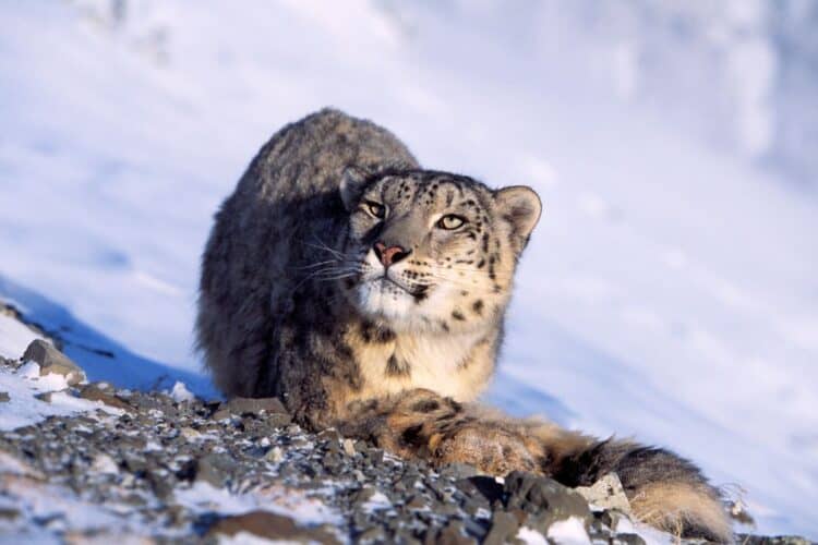 Why are snow leopards endangered? Cry of the Himalayas – Nature and Wildlife TV – Explore ...