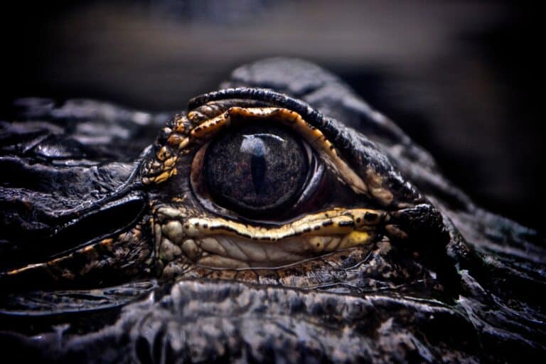 A Closer Look: Do Alligators Have Good Eyesight? – Nature and Wildlife ...
