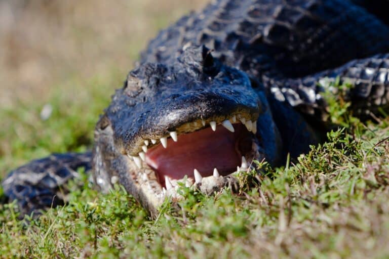 Alligator Teeth Explained: Everything You Need To Know – Nature and ...