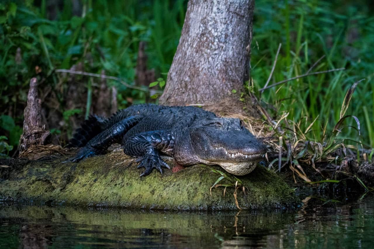 Are There Alligators in Ginnie Springs, Florida? – Nature and Wildlife ...