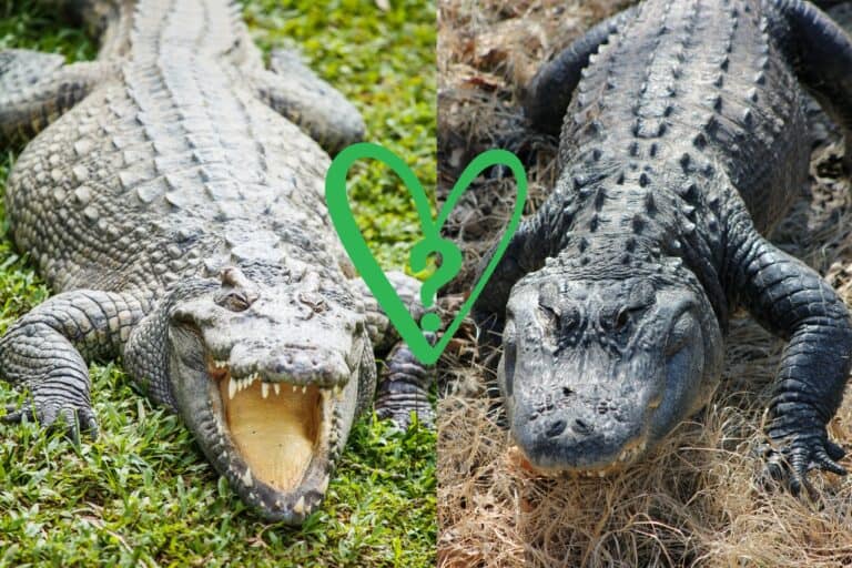Can Alligators and Crocodiles Mate? Explained – Nature and Wildlife TV ...