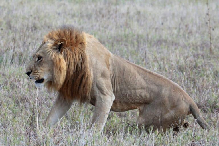 Lions’ Survival Secrets During Food Shortages – Nature and Wildlife TV ...
