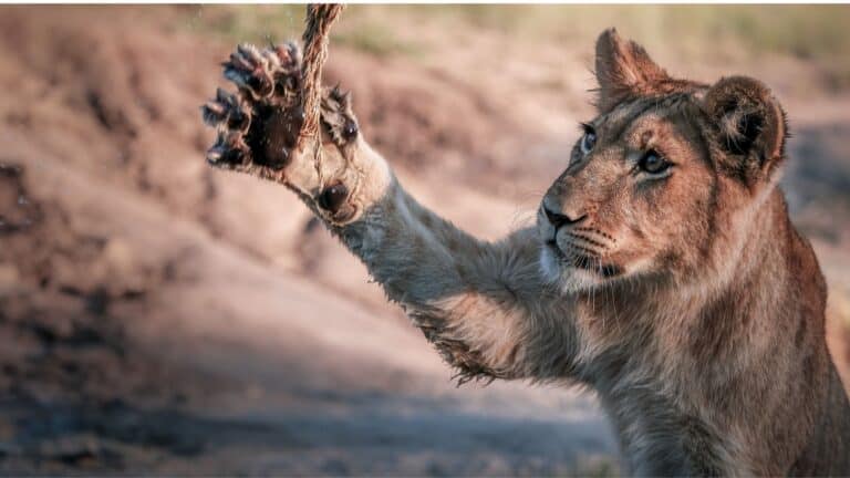 Lion’s Paws and Claws: Anatomy, Functions & Care – Nature and Wildlife ...