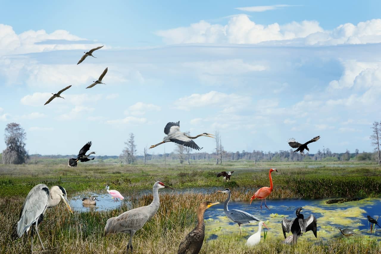 Secrets Revealed: Why Don’t Alligators Eat Capybaras? – Nature and ...