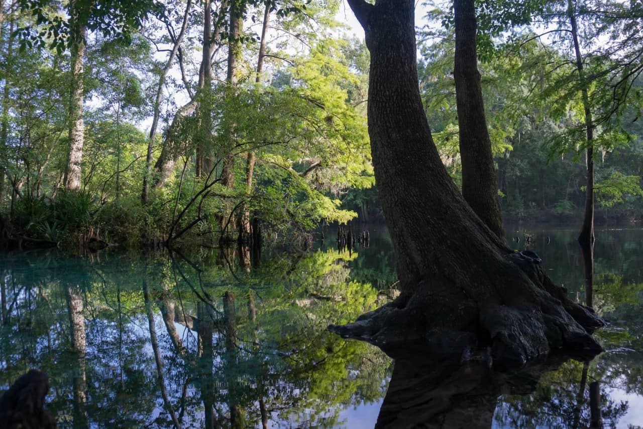 Are There Alligators in Ginnie Springs, Florida? – Nature and Wildlife ...