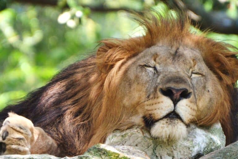 Why Do Lions Sleep So Much? Key Reasons Explained – Nature and Wildlife ...