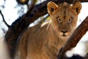 Leopard vs Lioness: Who Would Win in a Fight?