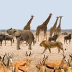 Nature and Wildlife TV – Explore & Learn About Wildlife