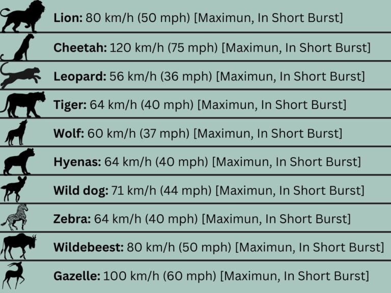 Lion Speed Explained: Biomechanics to Conservation – Nature and ...