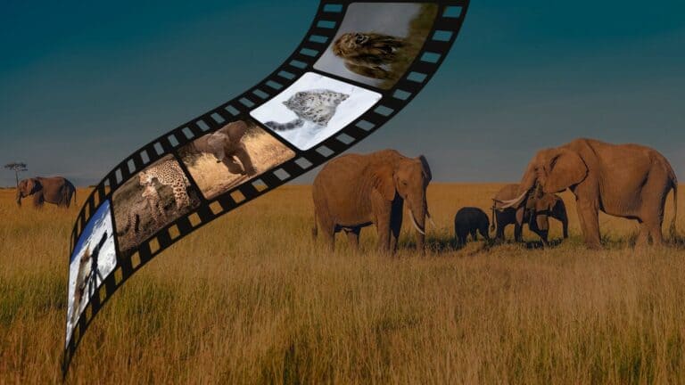 Best Wildlife Videos to Watch Right Now