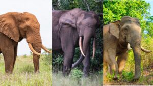 Elephant Facts, Habitat, and Conservation