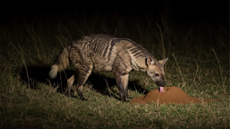 Aardwolf – The Gentle Termite-Eating Hyena